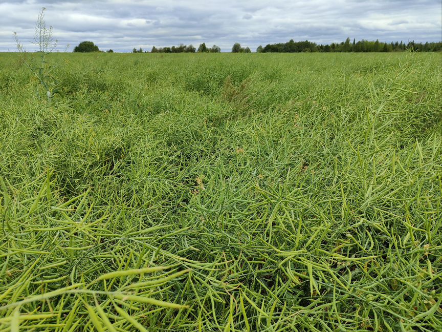 Продам рапс