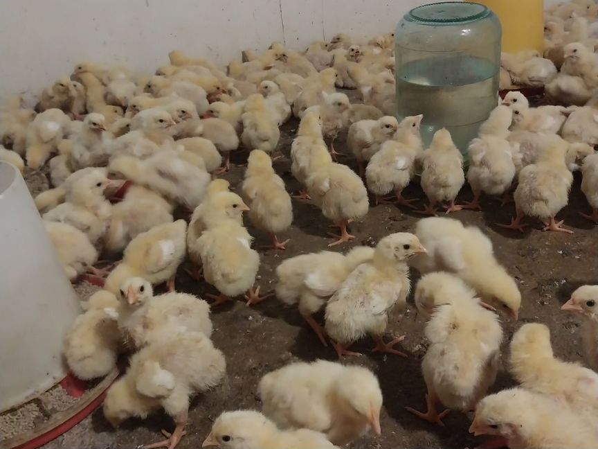 Продаются цыплята бройлеры