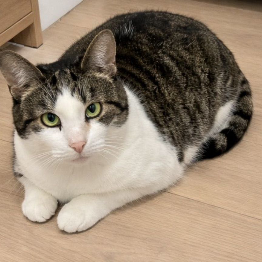 Европейская короткошёрстная, взрослая кошка