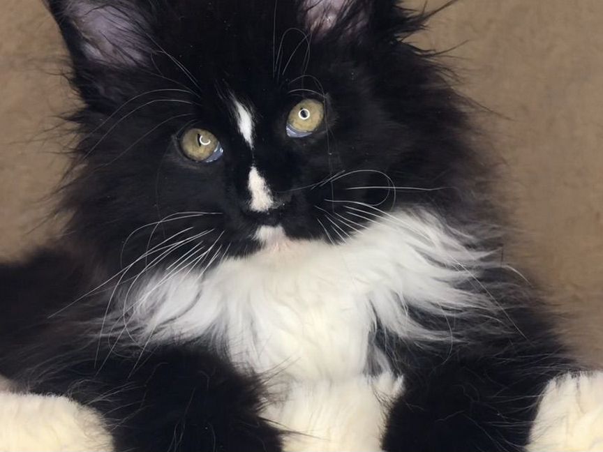 Котята мейн-кун