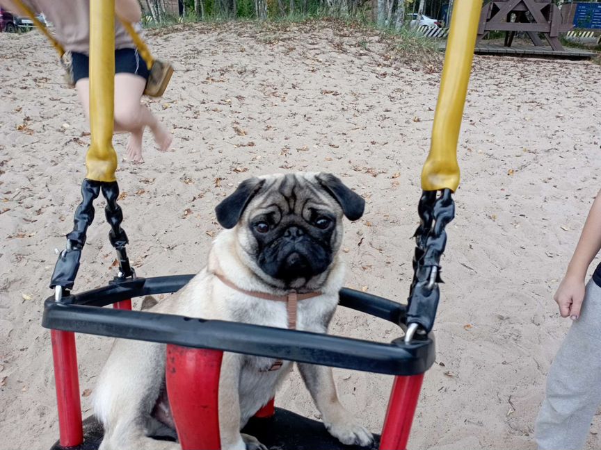 Чудесный мопсик