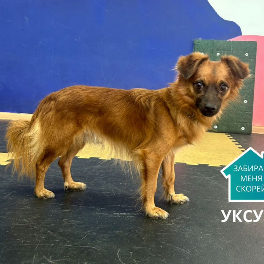 Взрослый пёс в добрые руки