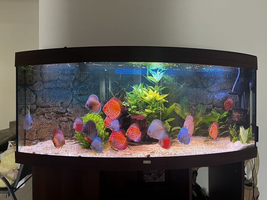 Аквариум juwel 450 литров