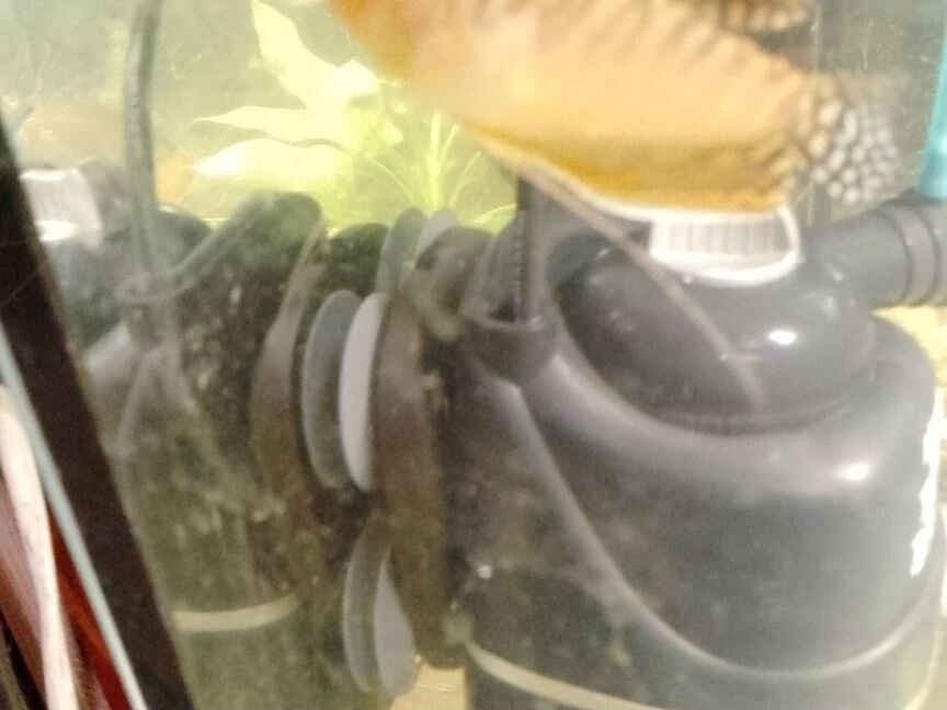 Продаю 2 голубых и 2 тигровых гурами