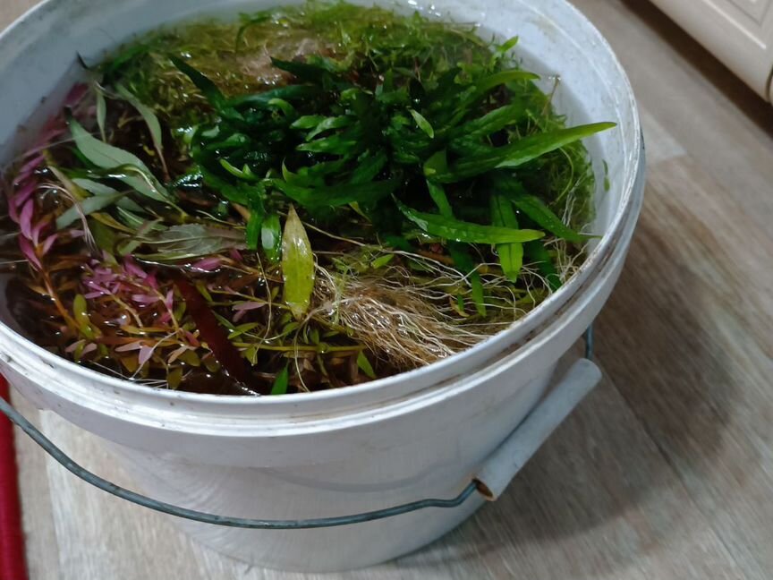 Аквариумные растения