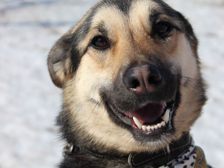 Джейна молодая собака из приюта в поисках семьи