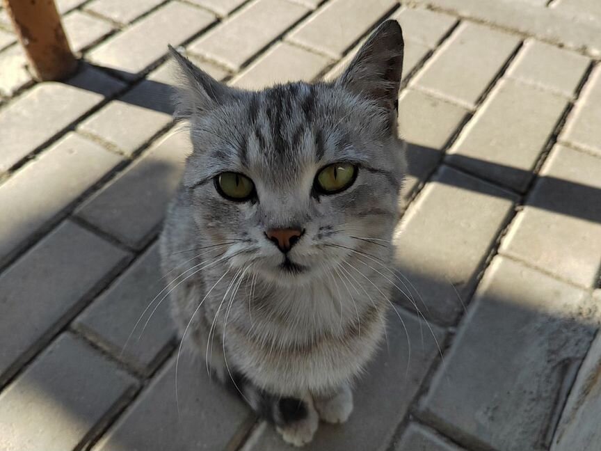 Котёнок девочка серебристая как вискас