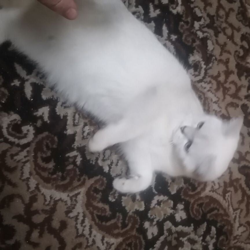 Вязка кошек шотландский