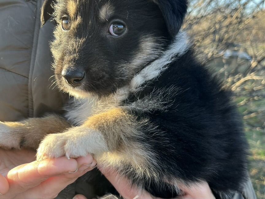 Малыш Барни в поисках семьи
