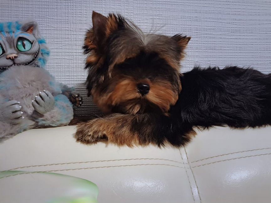 Йоркширский терьер