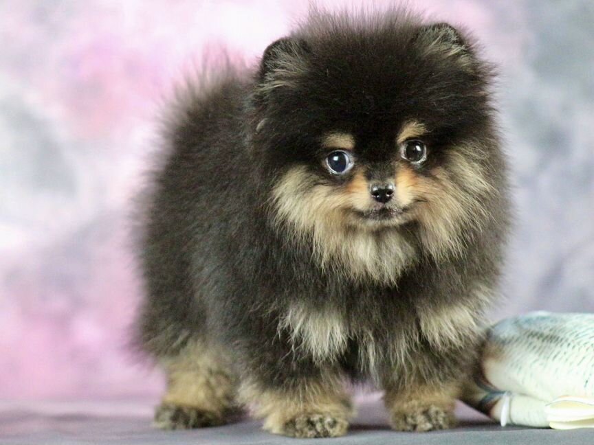 Померанский шпиц мини мальчик