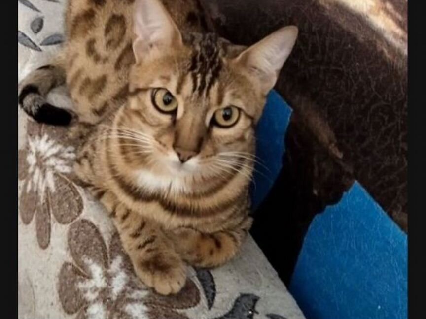 Кошка 5лет