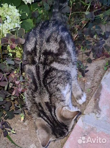Котёнок