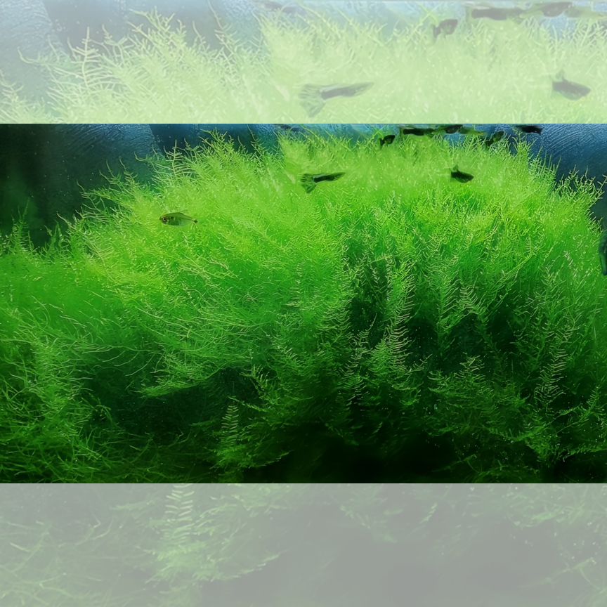 Мох аквариумный