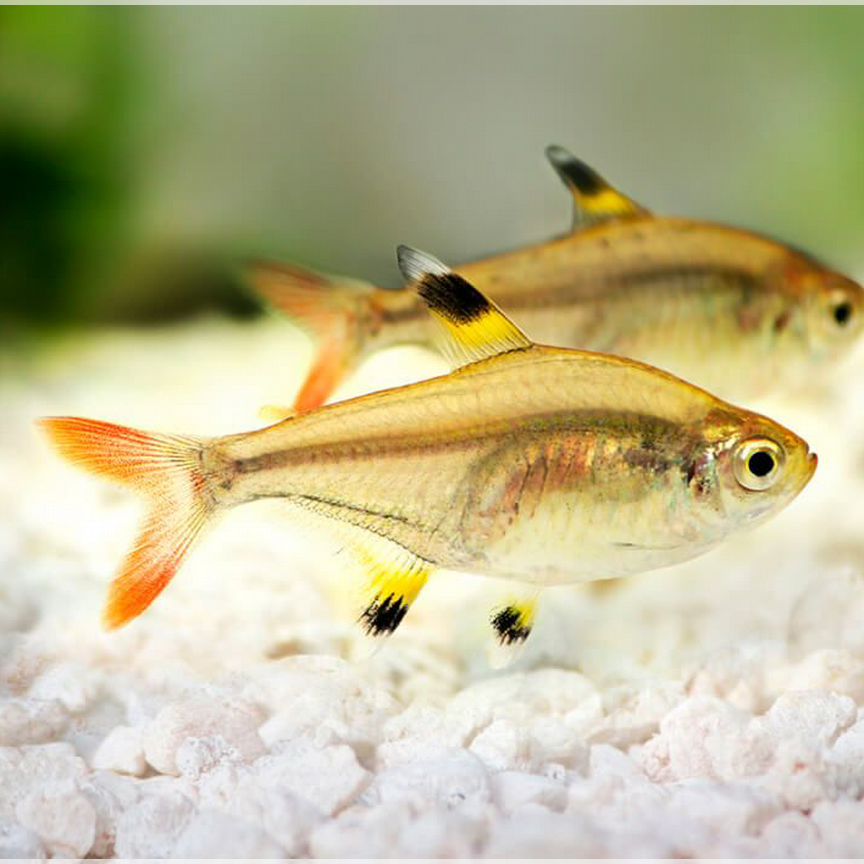 Тетра пристелла - Pristella maxillaris