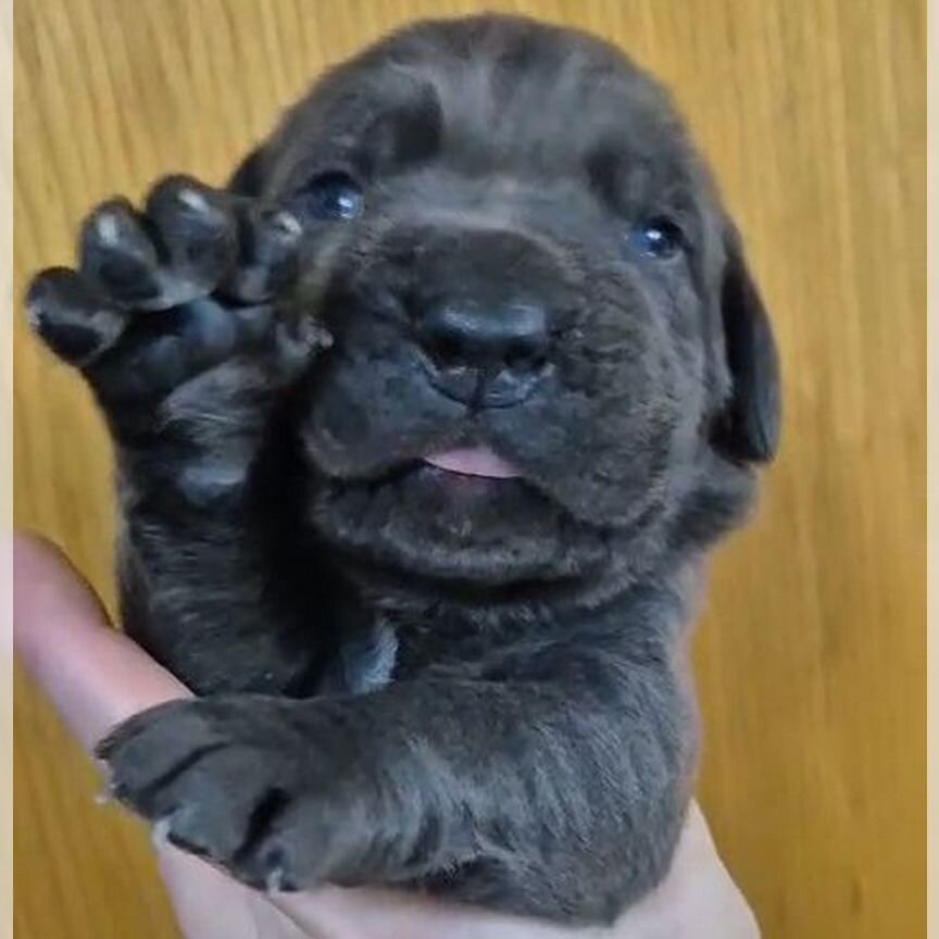 Кане-корсо, щенок