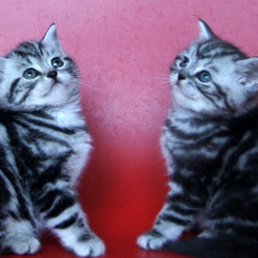 Счастье можно купить