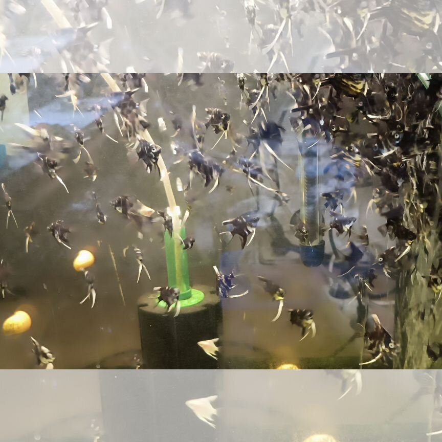 Скалярии мраморные (некондиция)