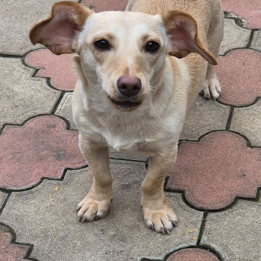 Взрослая собака в добрые руки