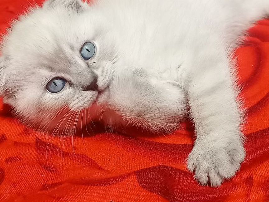 Шотландские вислоухие котята