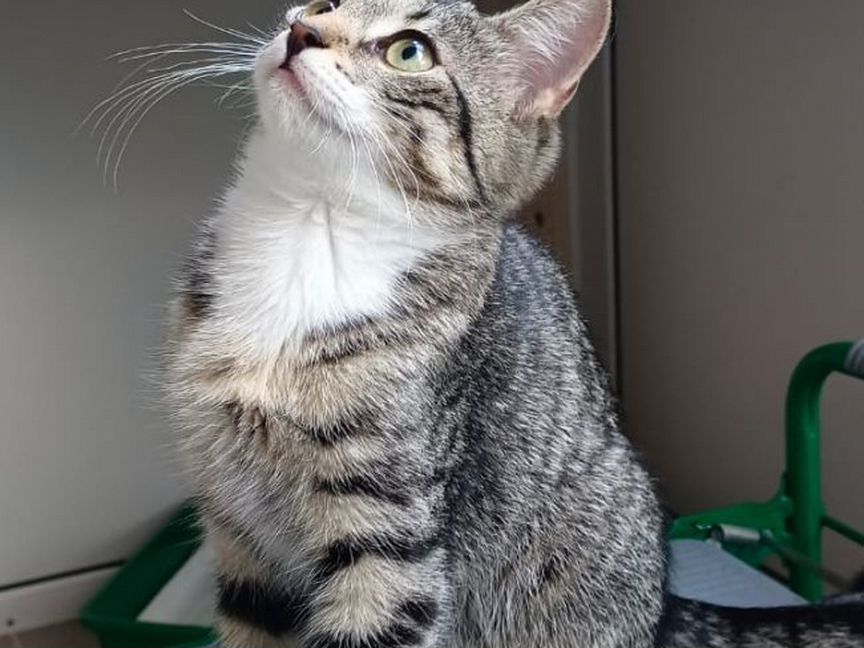 Котёнок бесплатно в дар в добрые руки