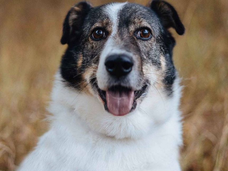 Радостный Лютик