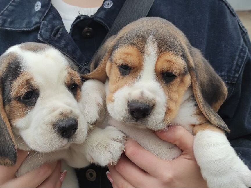 Щенки Бигль