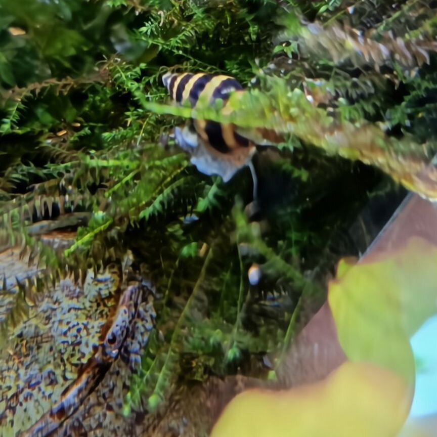 Улитка хелена