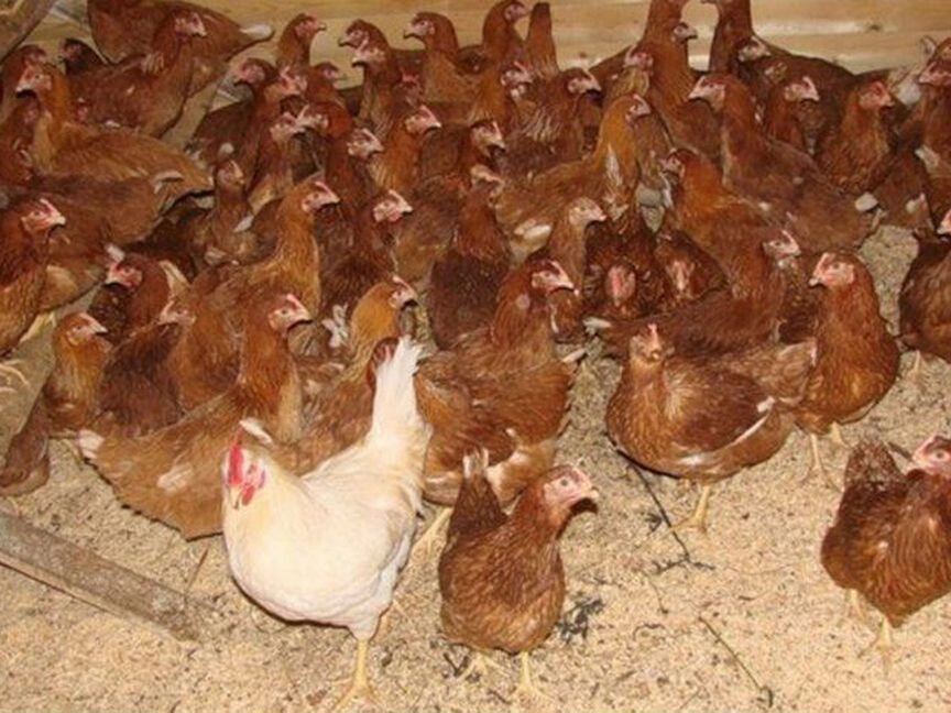 Курочки несушки 5 мес привиты начинает нестись