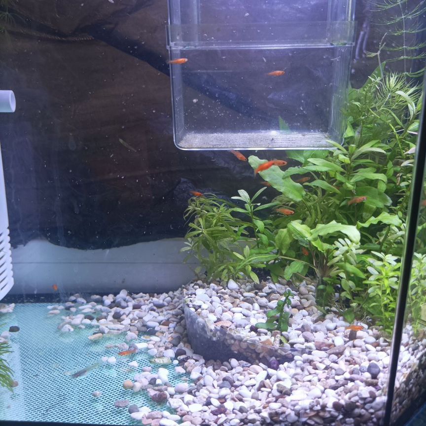 Аквариумные рыбки меченосцы