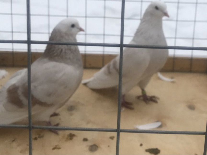 Голуби московские монахи