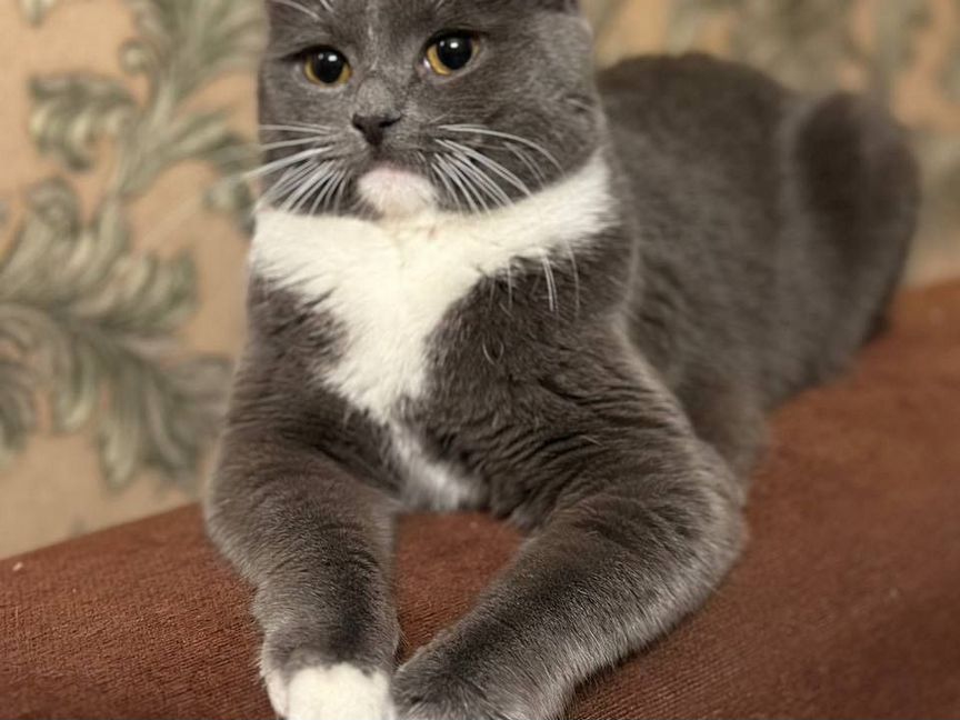 Русская голубая