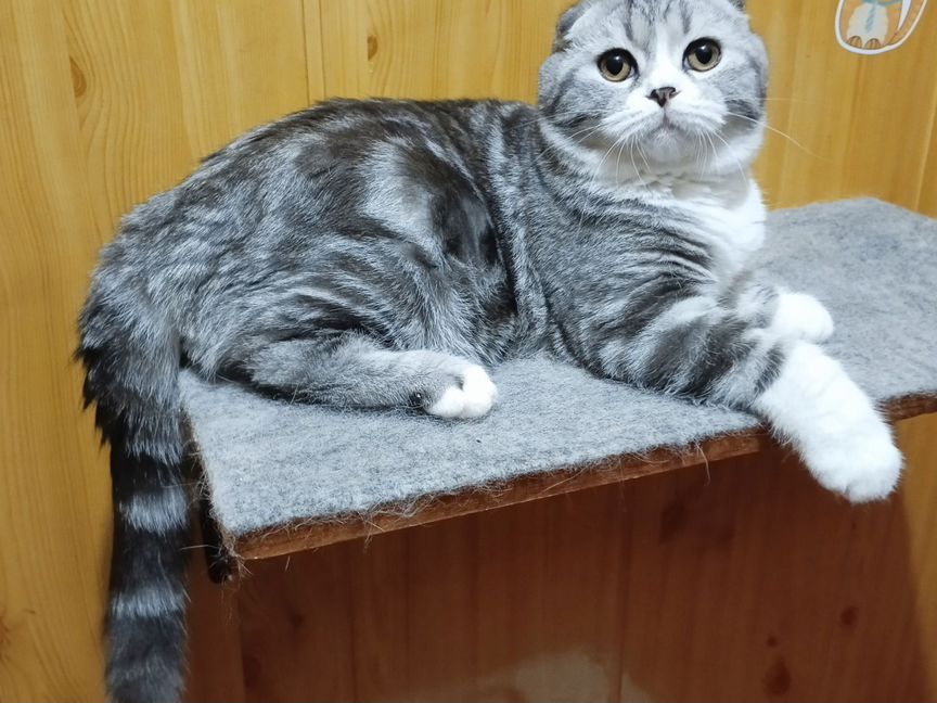 Кот скоттиш-фолд