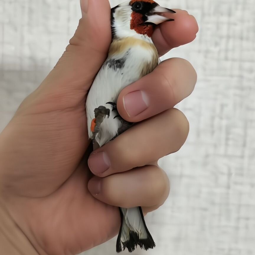 Птица щегол