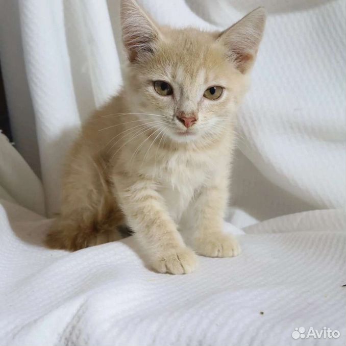 Вот такой кото"персик"ищет дом