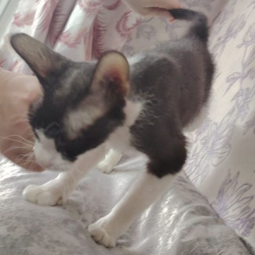 Кошки в добрые руки бесплатно