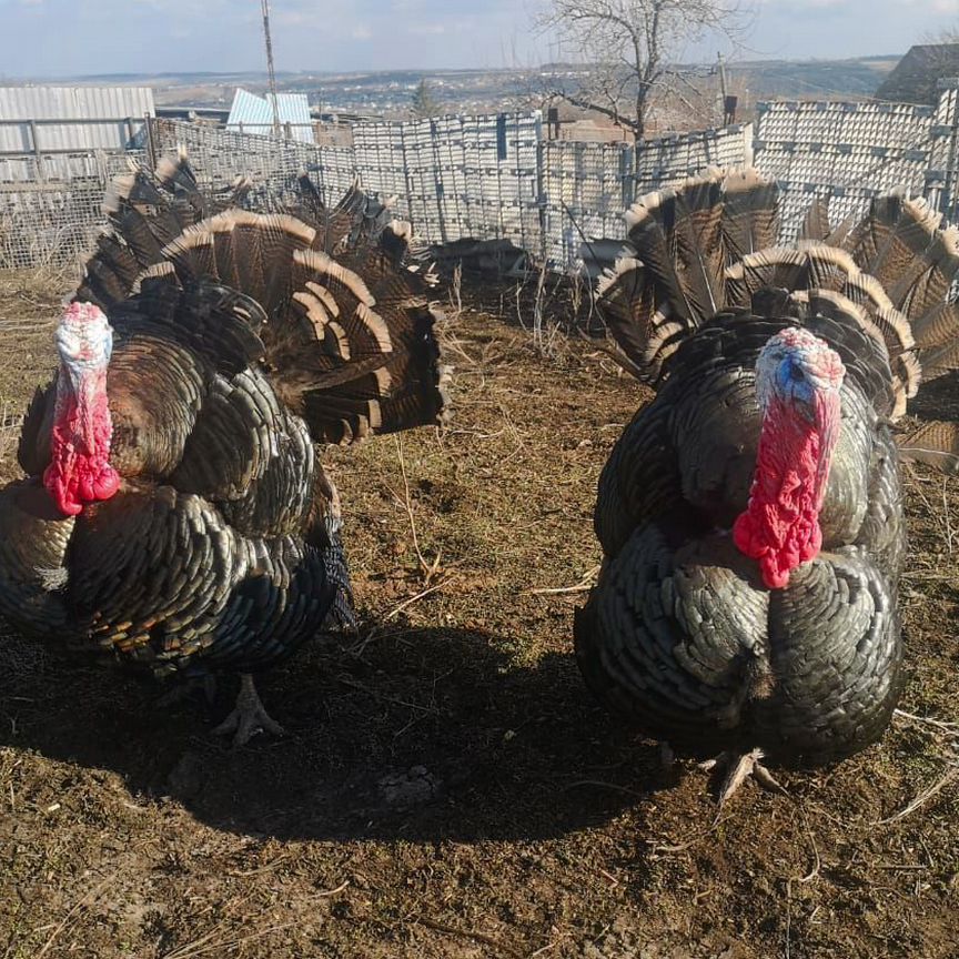 Индюки на племя