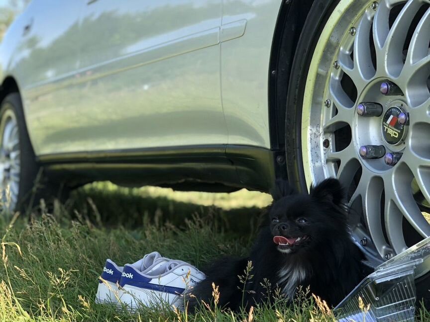 Помчи кобель вязка