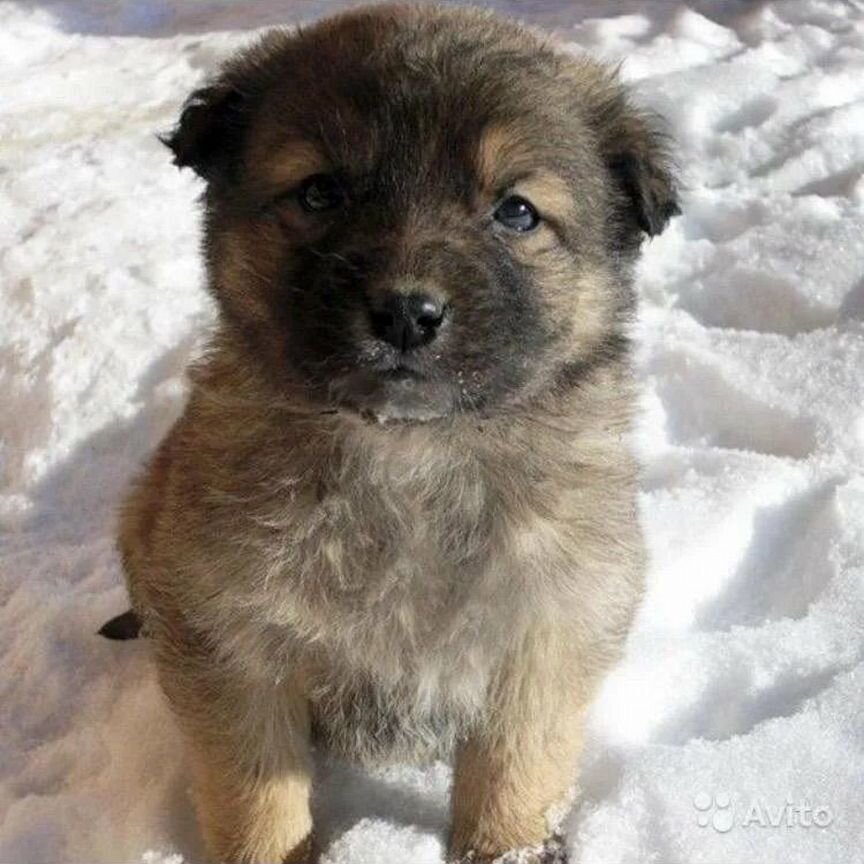 Щенок в добрые руки