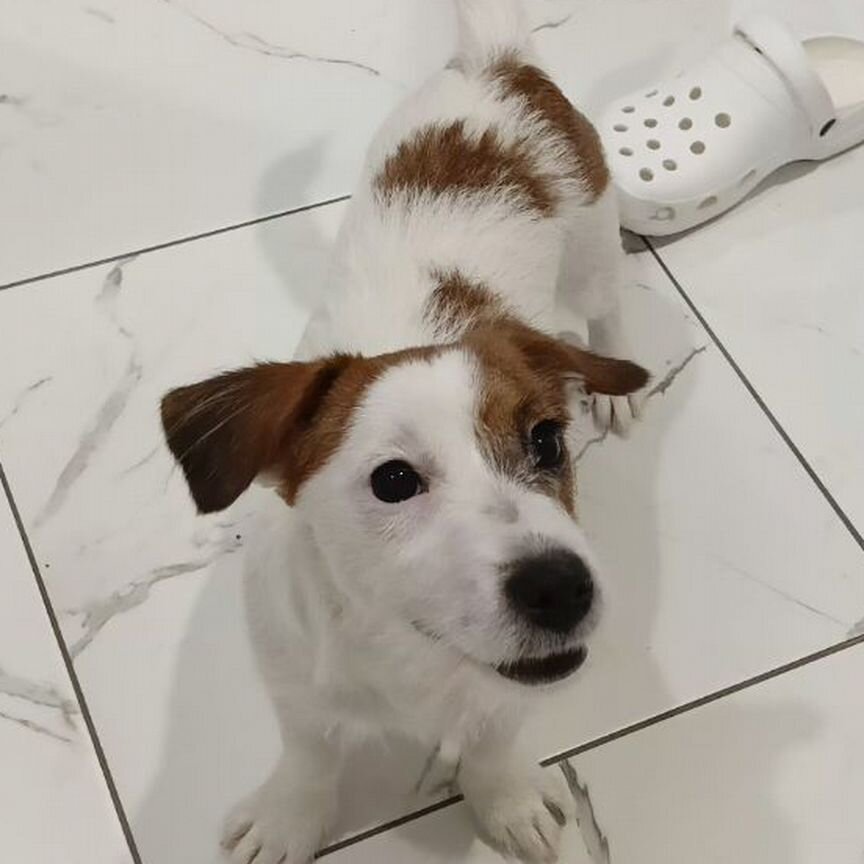 Джек рассел терьер