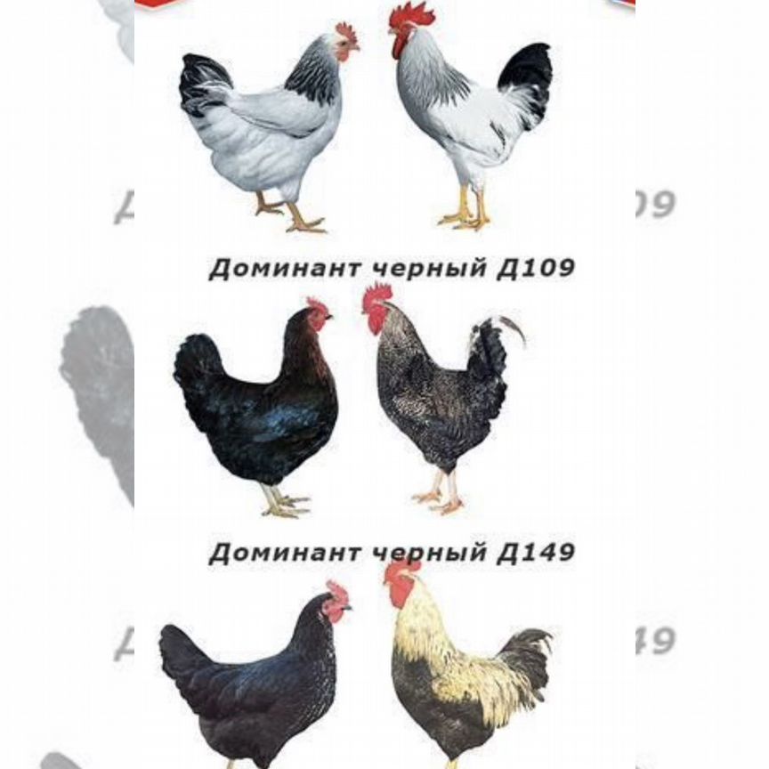 Петушки Доминанты