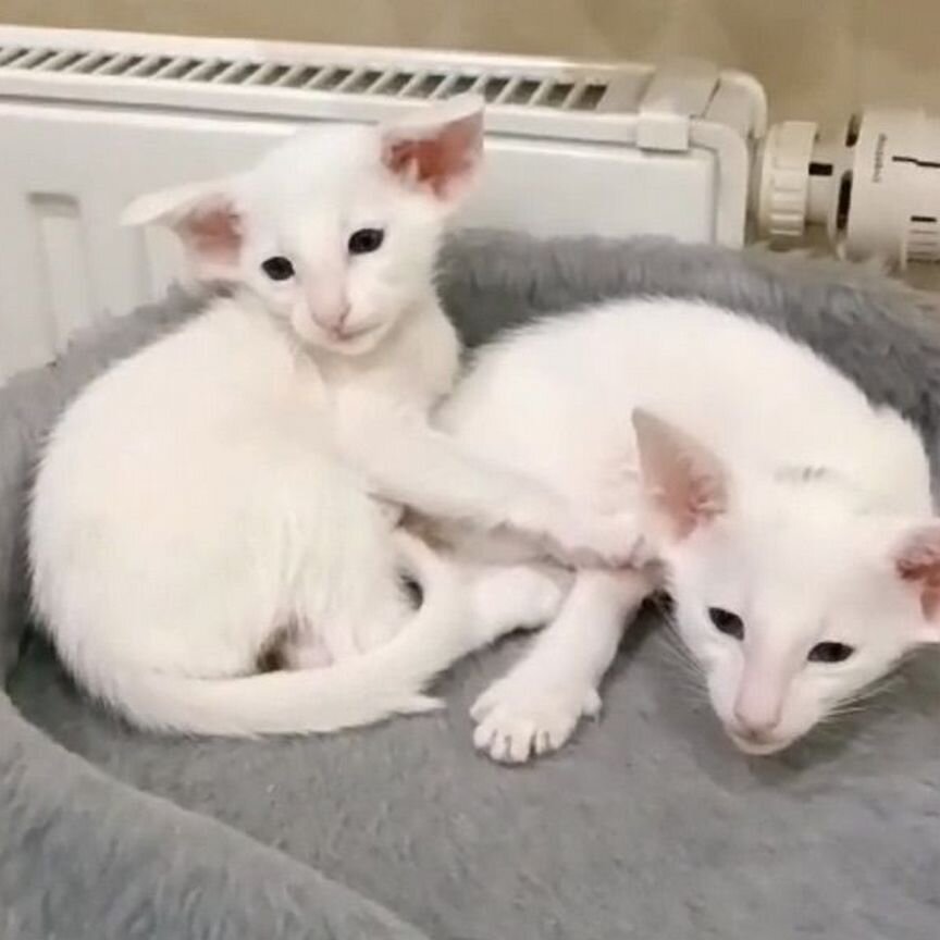 Лучший новогодний подарок