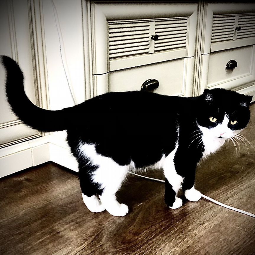 Британский короткошёрстный котёнок