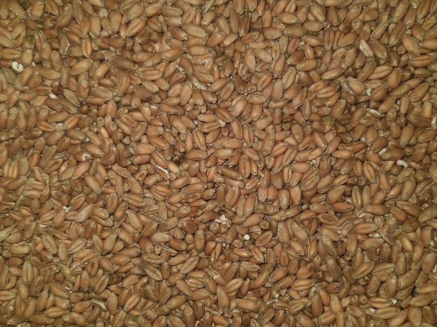 Озимая пшеница