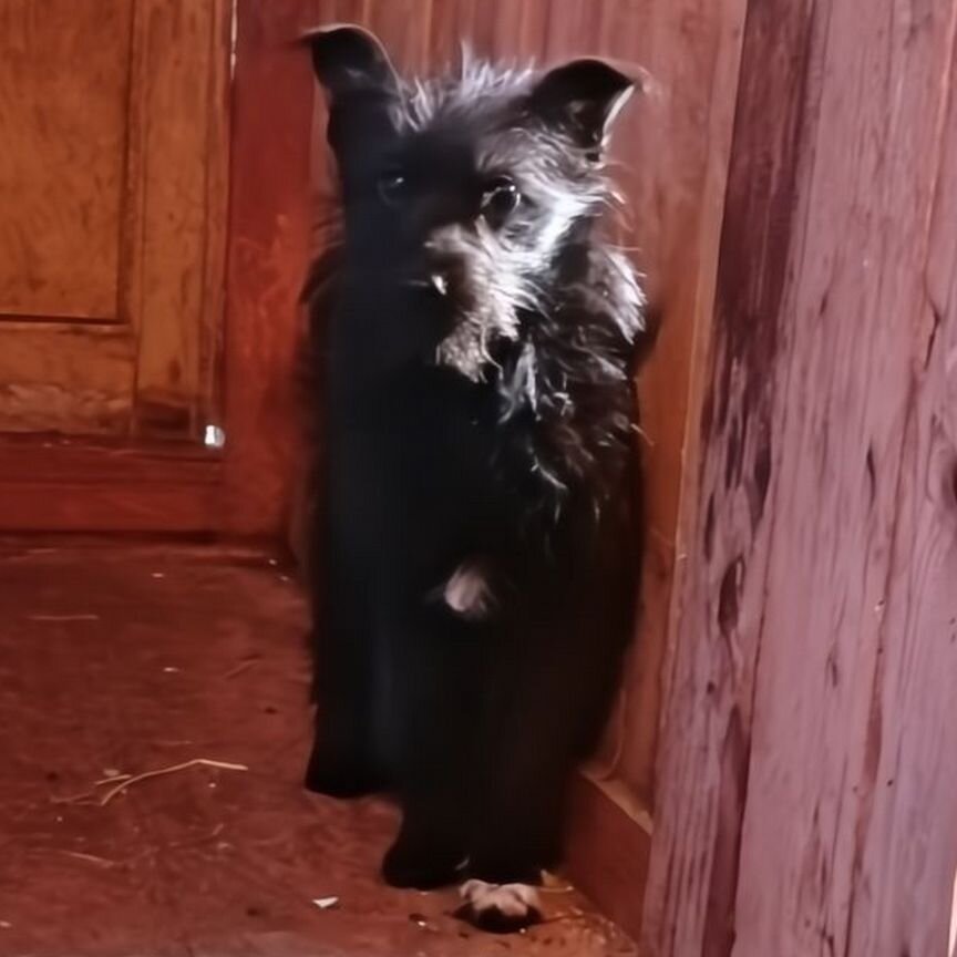 Щенок в добрые руки