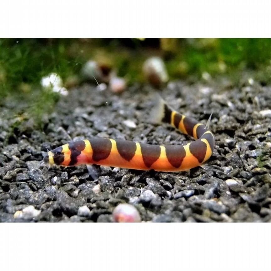 Рыбки Акантофтальмусы