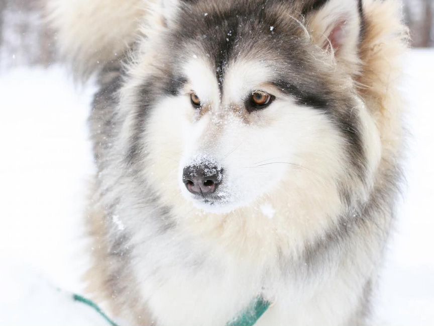Аляскинский маламут