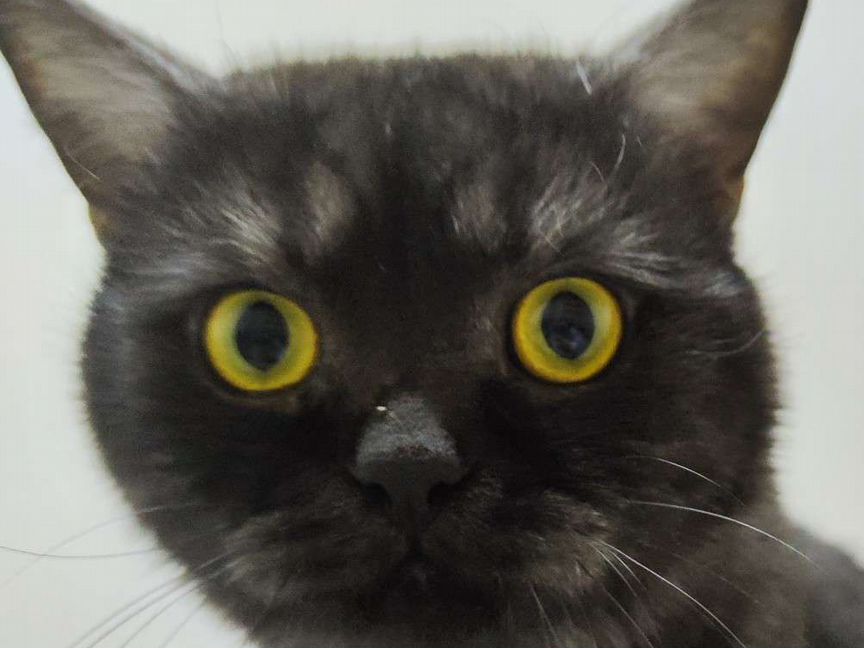 Черно-дымчатый британец в дар