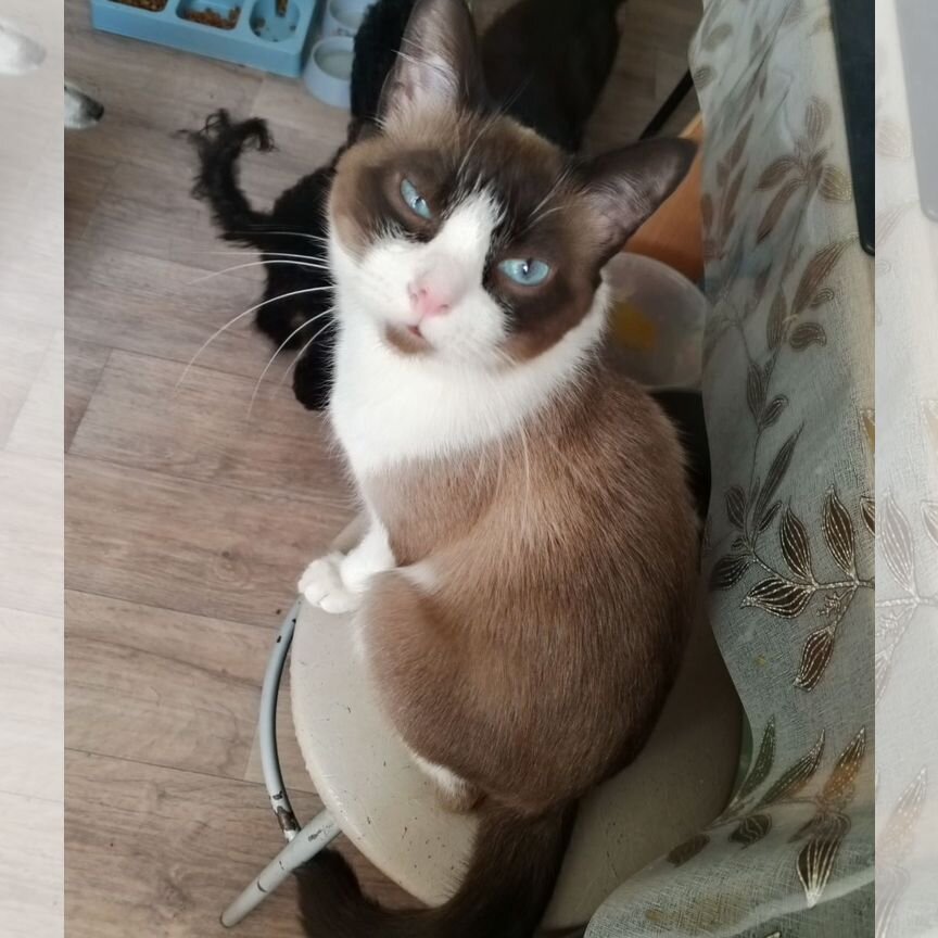 Взрослый кот в добрые руки