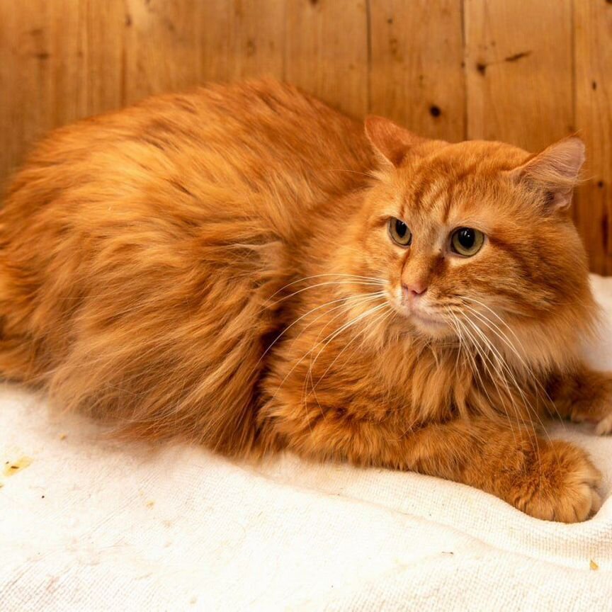 Рыжик в добрые руки